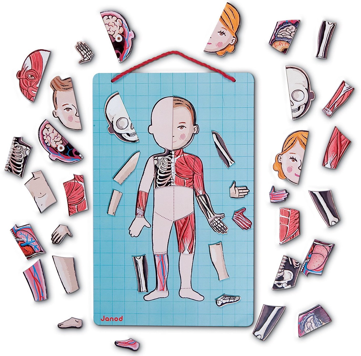 9 Fascinating Toys To Help Your Little Doctor Learn All About the Human ...